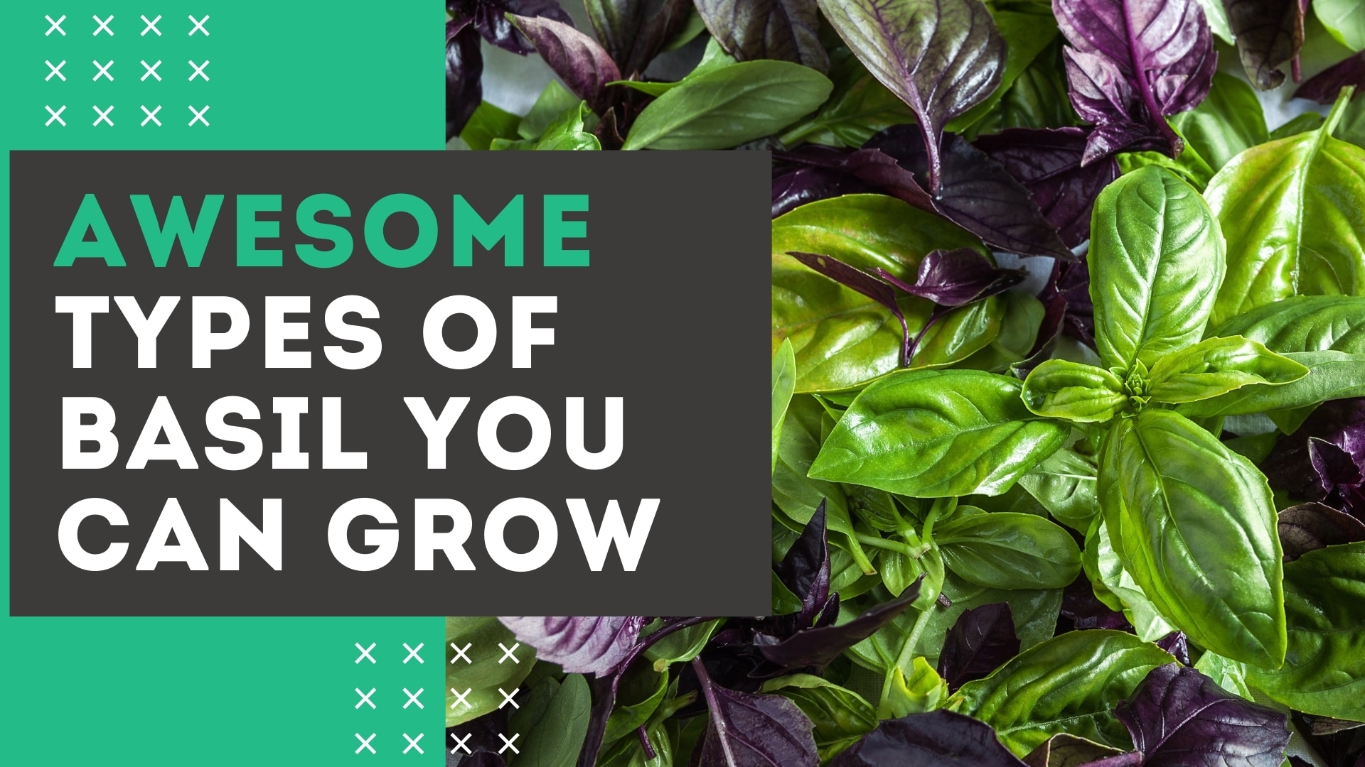 16 Types of Basil YOU Can Grow (+ Health Benefits & Uses)