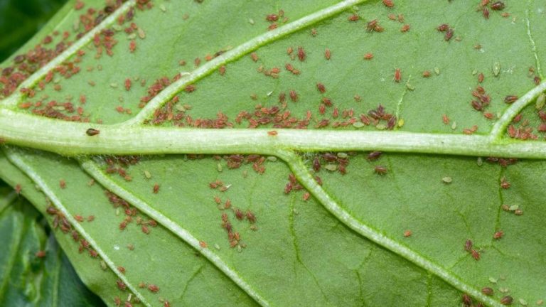 14+ Common Basil Problems & Pests [& How to Fix Them]