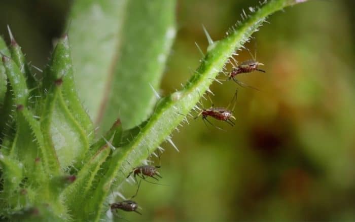 Aphids on Sunflowers: The 5 BEST Ways to Get Rid of (& Prevent!) Them
