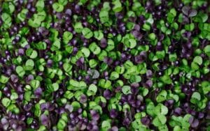 How to Grow Basil Microgreens (Step-by-Step & Storage Tips)