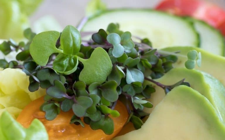 How to Grow Basil Microgreens (Step-by-Step & Storage Tips)