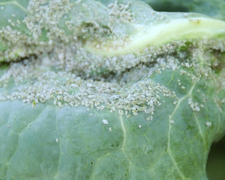 5 Ways to Get Rid of Aphids (Organically)