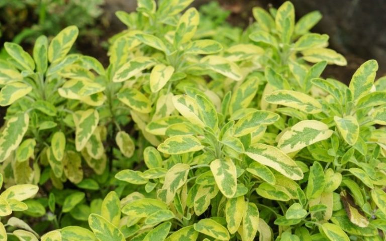 13 of the Best Types of Sage to Grow in Your Garden