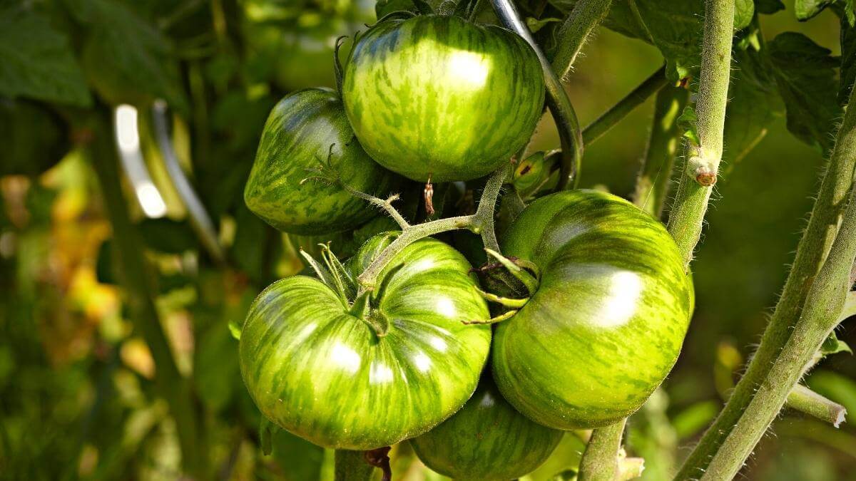 Green Zebra Tomatoes: How to Grow Them for a HUGE Crop