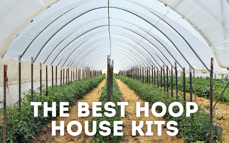 Which Tomatoes are Determinate? A-Z List of Determinate Varieties ...