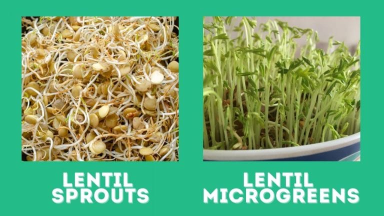 Lentil Microgreens: How to Grow Them & Tips for Storage - Seeds & Grain