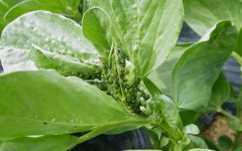 Aphids on Lettuce: The 5 BEST Ways to Get Rid of (& Prevent!) Them Aphids on Lettuce: The 5 BEST Ways to Get Rid of (& Prevent!) Them