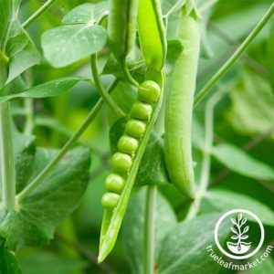 15+ of the Best Types of Peas You Can Grow (w/ Pictures)