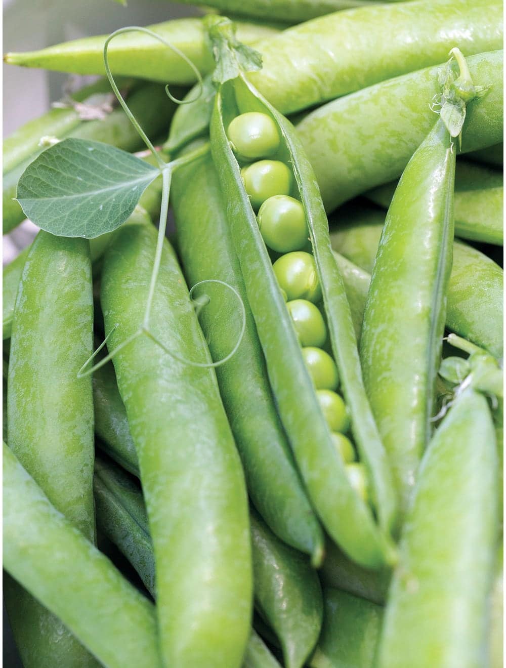 15+ of the Best Types of Peas You Can Grow (w/ Pictures)