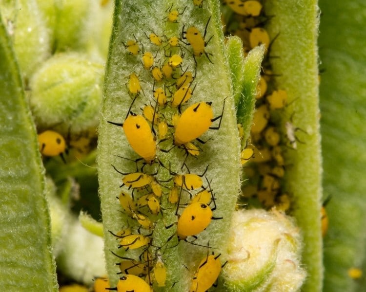 5 Ways to Get Rid of Aphids (Organically)