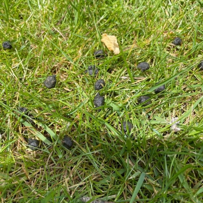 7 Effective Ways to Keep Rabbits Out of the Garden