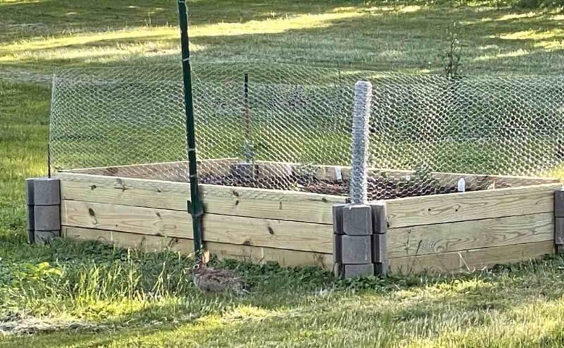 7 Effective Ways to Keep Rabbits Out of the Garden