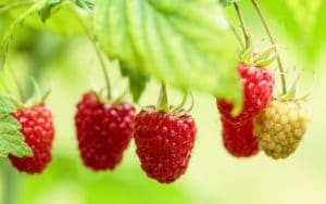 11 Companion Plants for Raspberries (& What NOT To Plant Nearby)