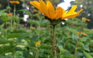 Aphids on Sunflowers: The 5 BEST Ways to Get Rid of (& Prevent!) Them
