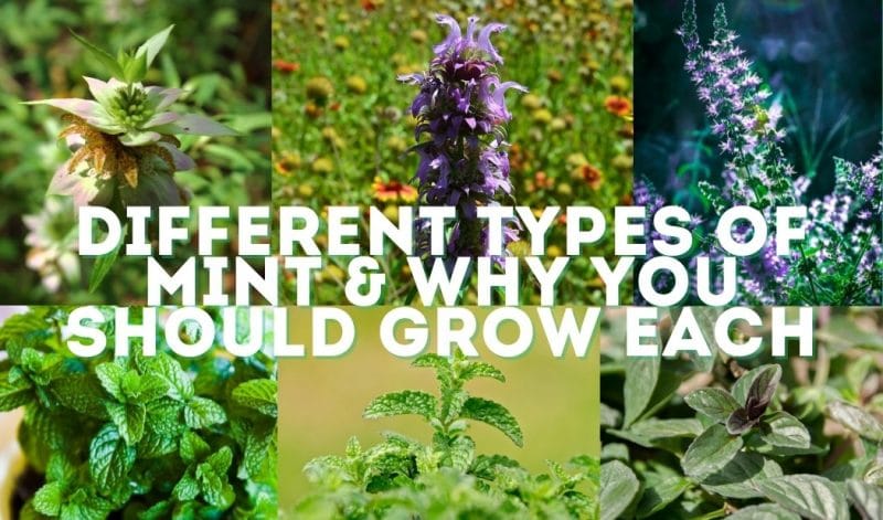 21 Incredible Types of Mint: & Why You Should Try Each!
